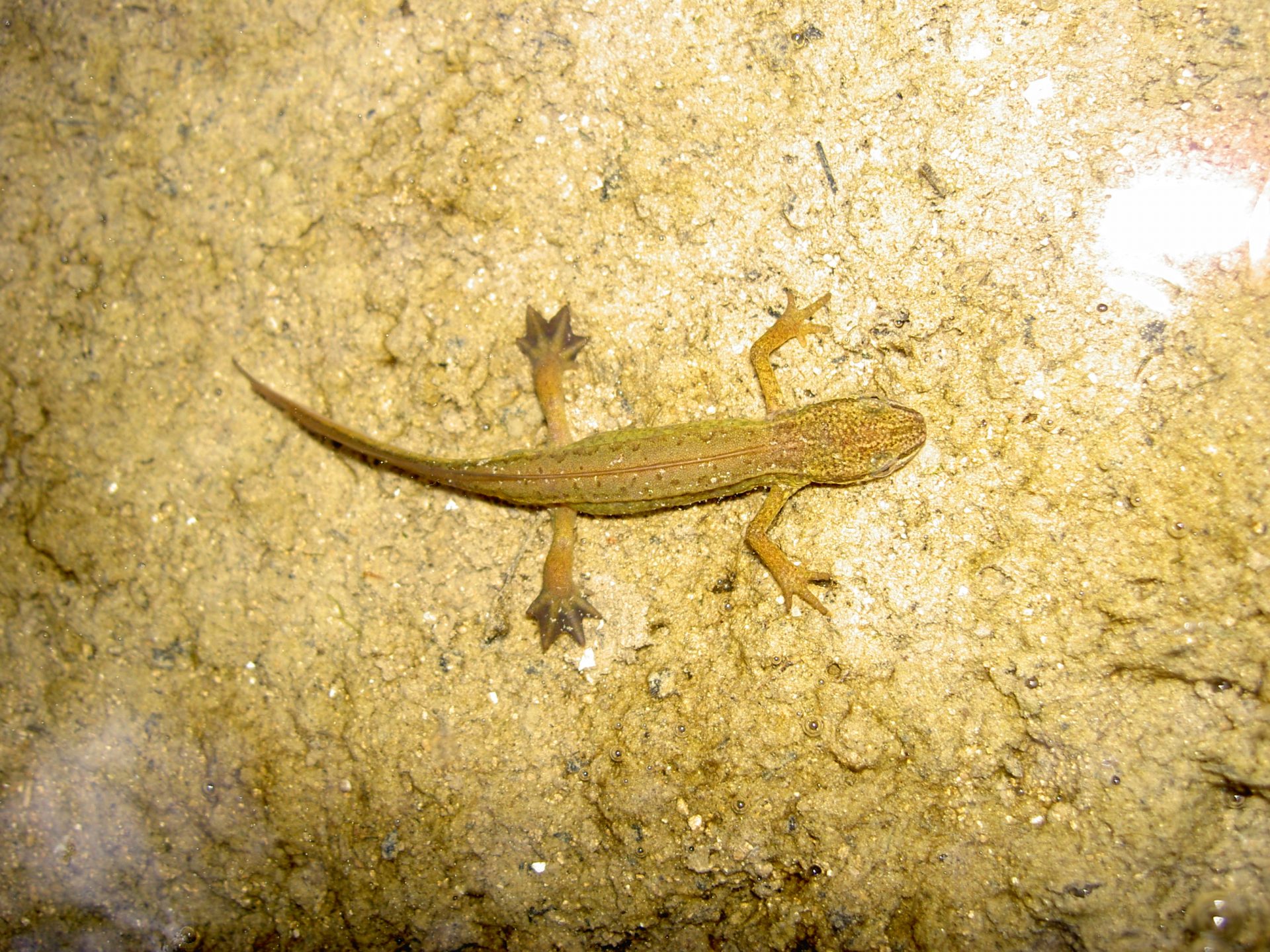 Les amphibiens - Natura 2000