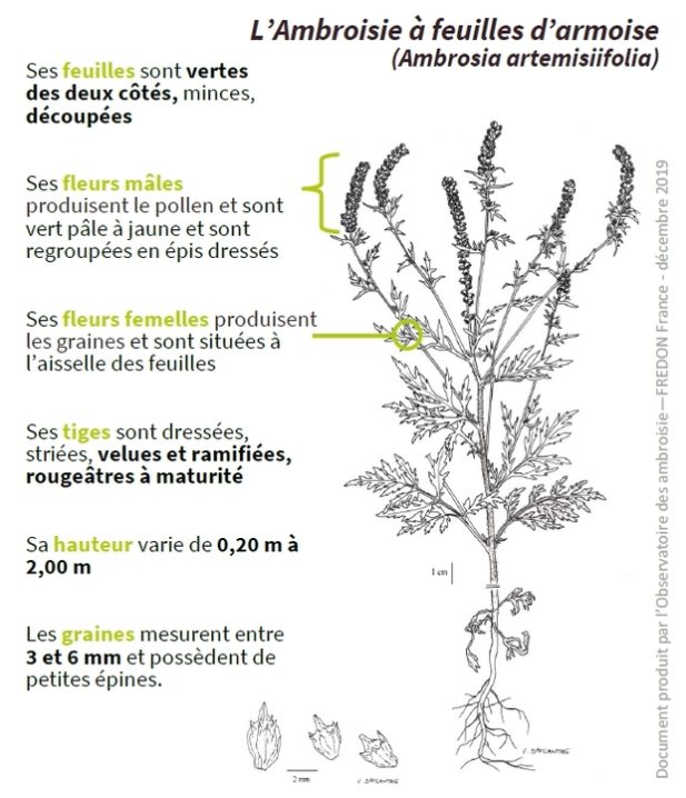 L'ambroisie : un enjeu de santé publique au cœur de nos campagnes ...
